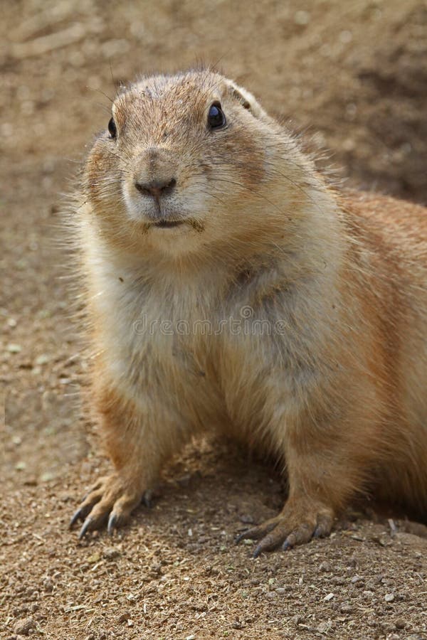 Prairie Dog stock photo. Image of claws, curiosity, gopher - 13195058