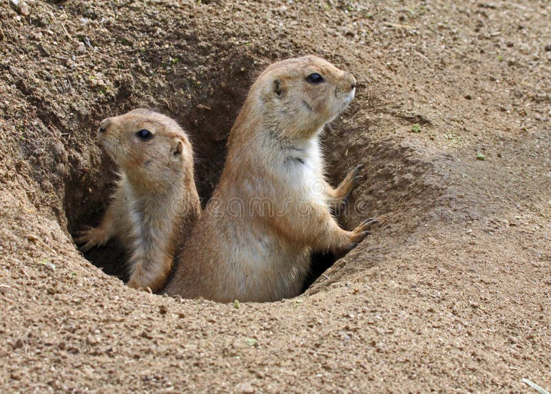 Prairie Dog stock photo. Image of guard, eating, look - 12378942