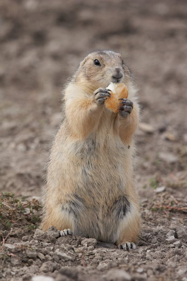 Prairie dog stock photo. Image of hairs, autumn, fall - 1454078