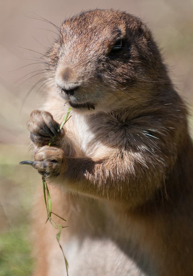 Prairie dog stock photo. Image of prairie, small, dirt - 15097830