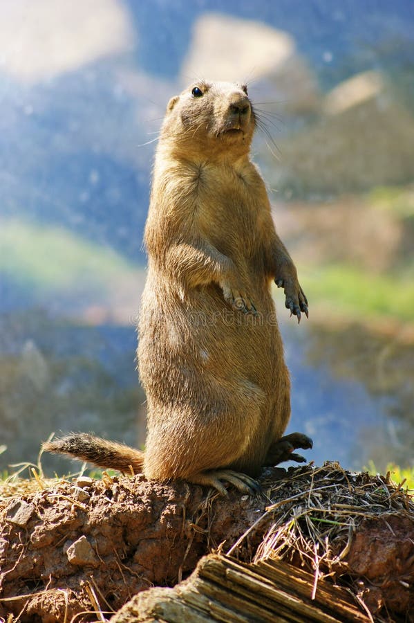 Praying Squirrel stock image. Image of furry, mephoto - 10596025