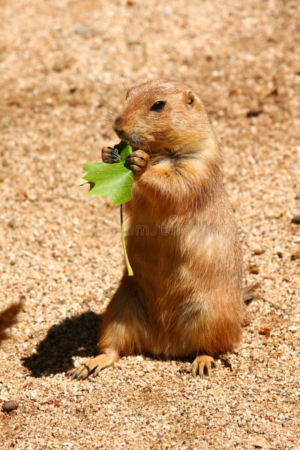 Mole rat stock photo. Image of mammals, angry, steppe - 10776658