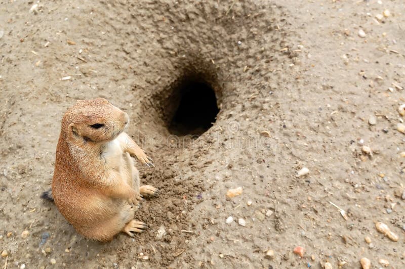 Baby Prairie Dog by His Den Stock Photo - Image of young, small: 25161536