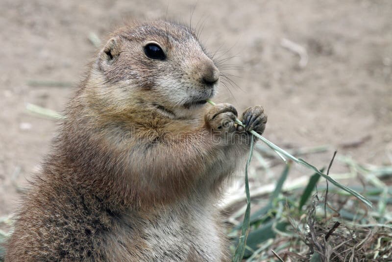 Prairie Dog stock photo. Image of guard, eating, look - 12378942
