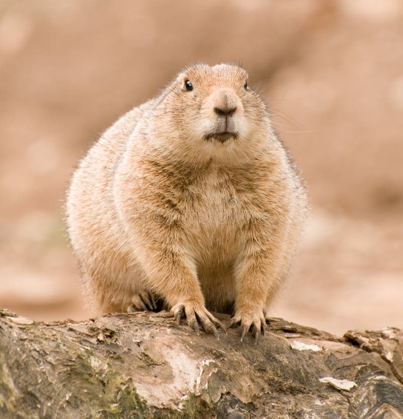 Prairie Dog stock photo. Image of miniature, attention - 1233762