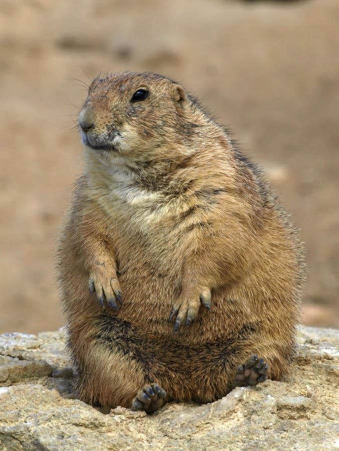 Prairie dog stock image. Image of species, prairie, creature - 19857189