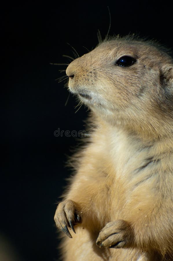 Prairie Dog Portrait stock image. Image of north, cynomys - 21616995