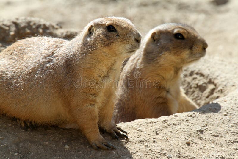 Prairie Dog stock photo. Image of guard, eating, look - 12378942