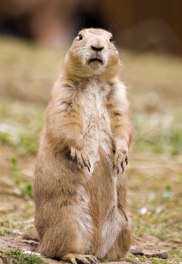 Prairie dog stock photo. Image of wildlife, sitting, america - 2407534