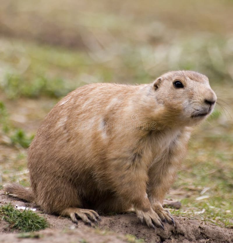 Animals: Family of Prairie Dogs Stock Photo - Image of black, prairie ...