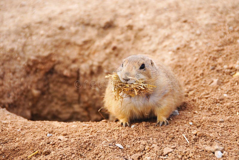 Prairie Dog stock image. Image of cynomys, building, ludovicianus ...