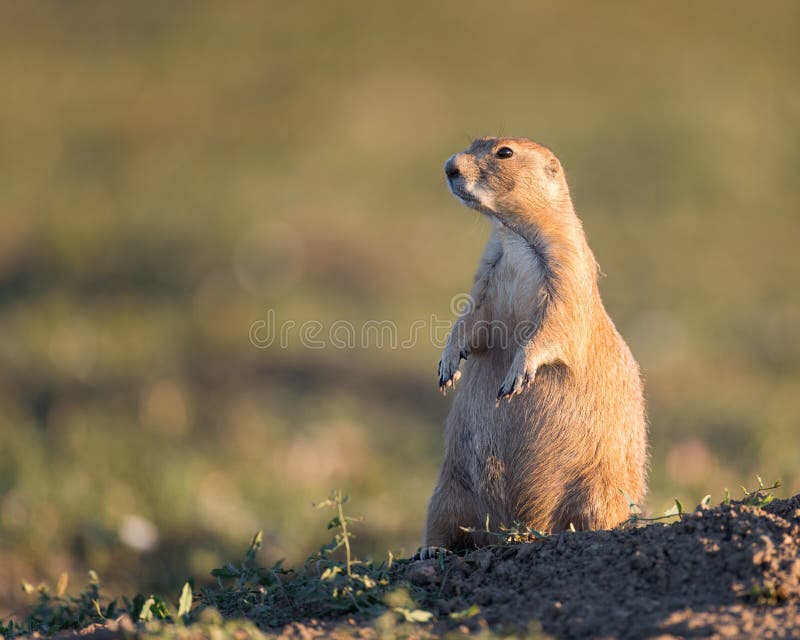 Prairie dog stock photo. Image of america, prairie, looking - 26179106