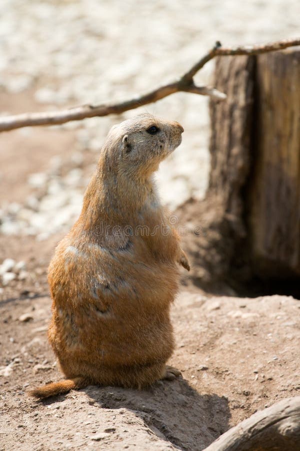 Prairie Dog stock image. Image of american, prairie, rodent - 2624963