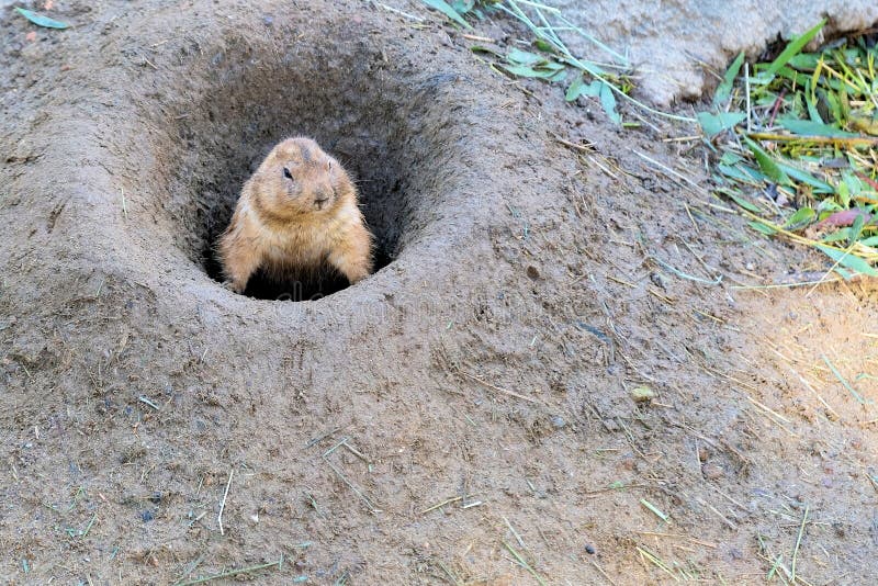 A Prairie Dog Emerges from Its Hole Stock Image - Image of creature ...