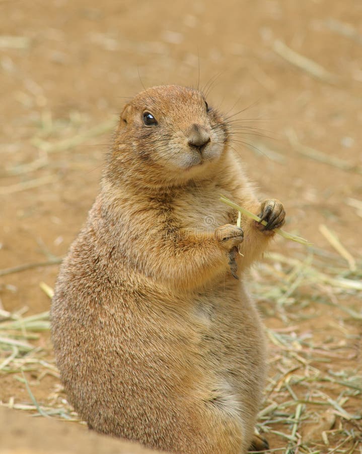 Prairie dog stock image. Image of habitat, american, mammal - 26692463
