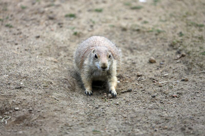 Prairie dog stock photo. Image of sand, animal, furry - 26927544