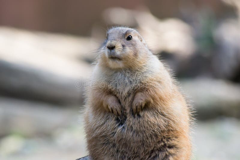 Prairie Dog stock photo. Image of small, brown, prairie - 1589830
