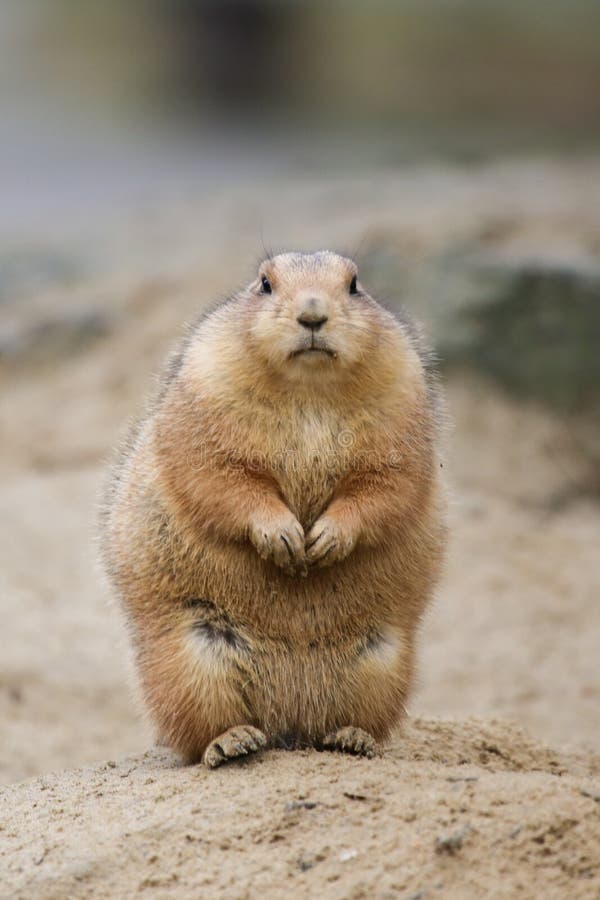 Chubby Prairie Dog Resting in a Shallow Hole Stock Image - Image of ...