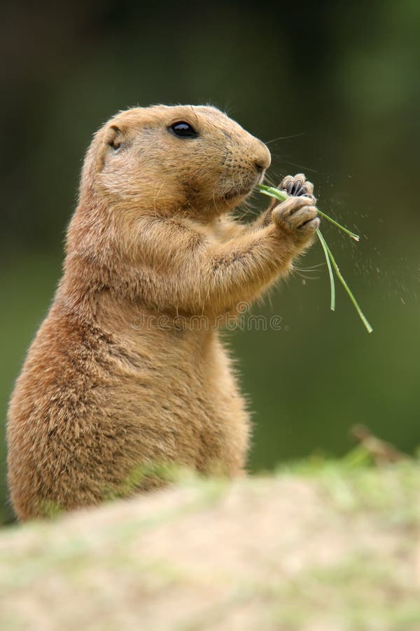 Prairie dog stock image. Image of eating, alert, ludovicianus - 3006247