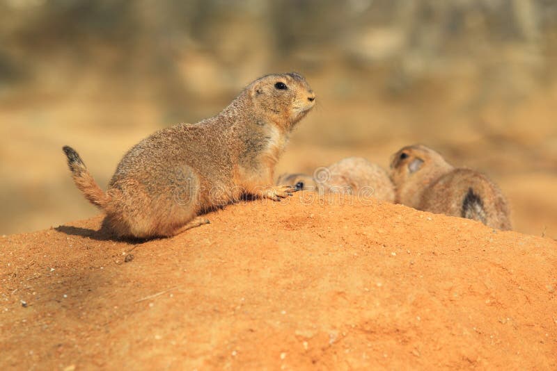 Prairie dog stock image. Image of nature, adult, grass - 21030771