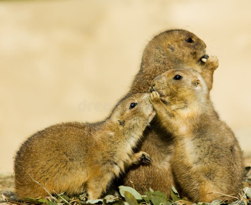 Prairie dog stock photo. Image of rodent, ground, pose - 4147478