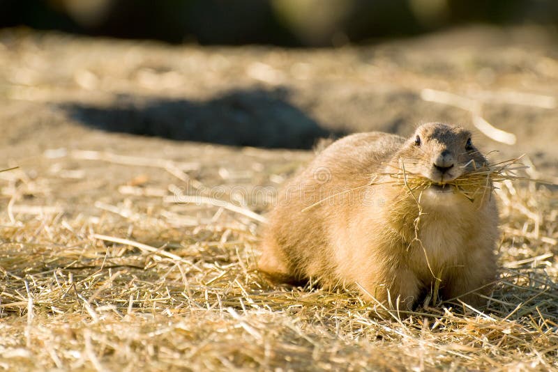 Three Moles stock photo. Image of animal, molehole, digger - 9051786
