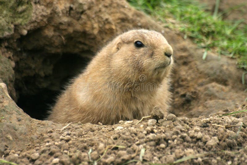 Groundhog in front of den stock image. Image of burrow - 23631869