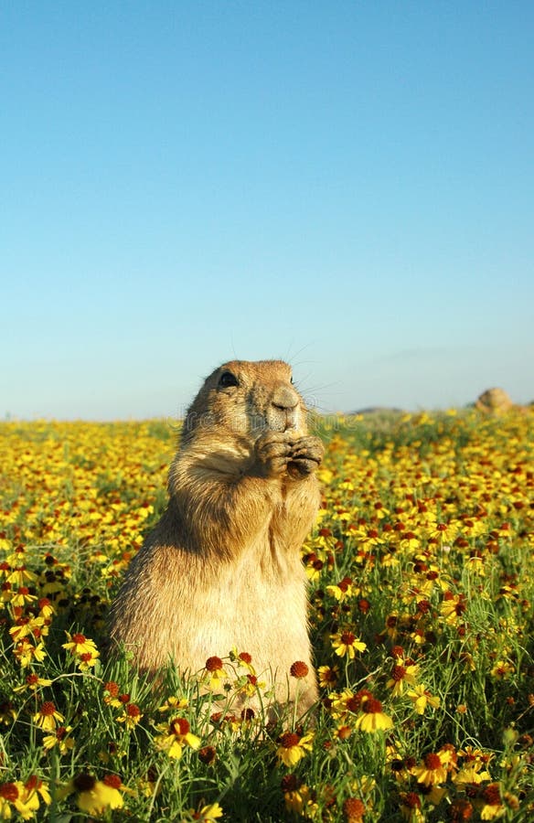 Prairie Dog stock photo. Image of nature, black, eating - 19799710