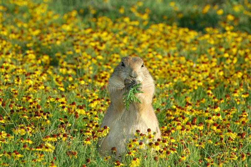 Prairie dog stock photo. Image of cute, prairie, ground - 516458