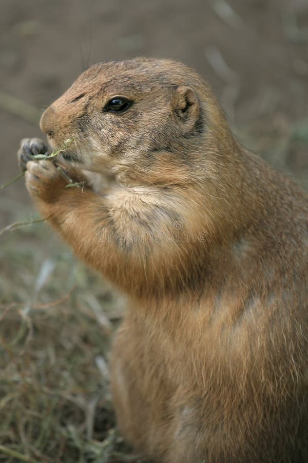 Prairie dog stock photo. Image of animal, prairie, sweet - 5430508