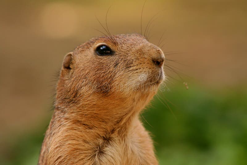 Funny Gopher Face stock photo. Image of gopher, mouth, prairie - 612532