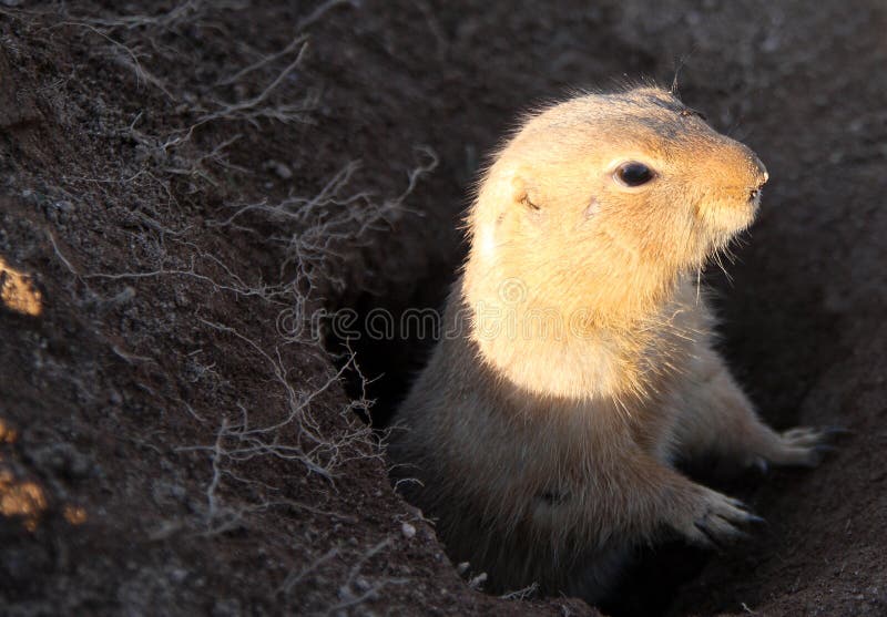 Prairie dog stock image. Image of species, cynomys, horizontal - 8192883