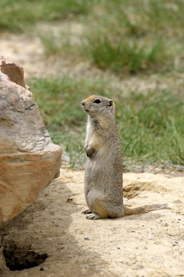 Prairie Dog stock photo. Image of rock, prairie, creature - 844260