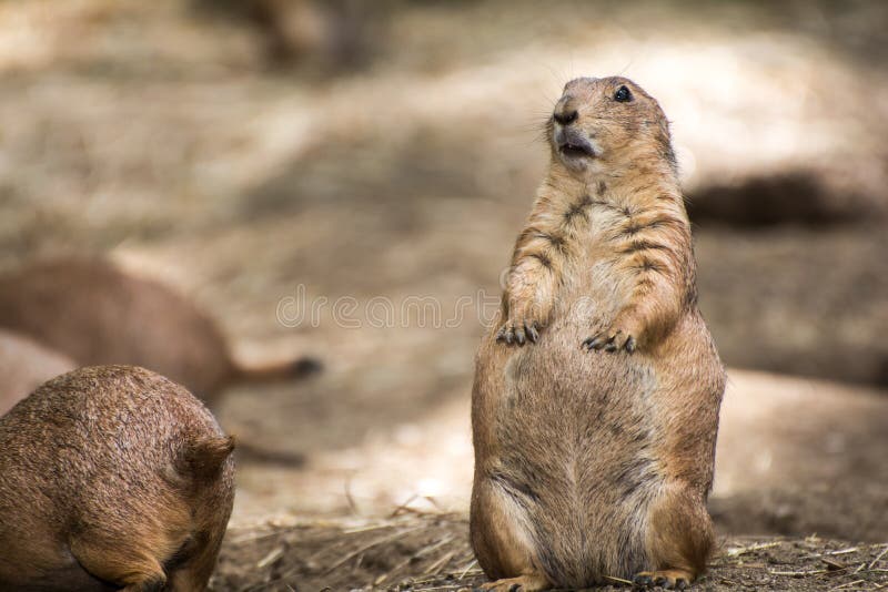 Black tailed prairie dog stock photo. Image of ludovicianus - 2327530