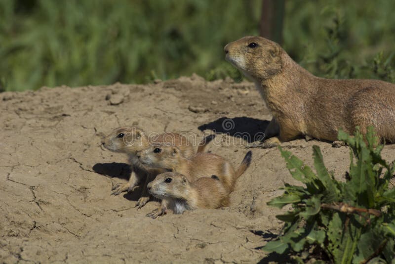 Prairie Dog with Babies in the Forest in Boulder, Colorado Stock Image ...