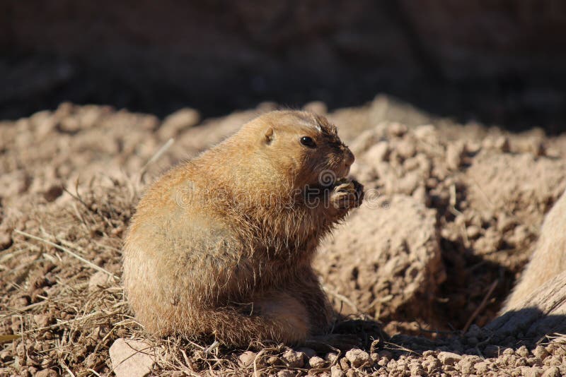Prairie dog stock image. Image of outdoor, prarie, prairie - 63654345