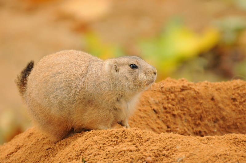 Prairie dog stock photo. Image of sitting, animal, prairie - 34755812