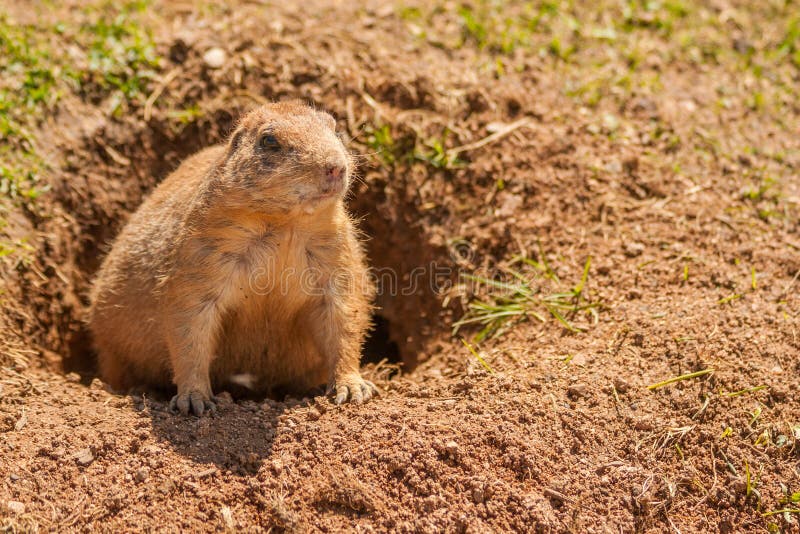 Prairie Dog Coming Out From Burrow Stock Image - Image of tail, animals ...
