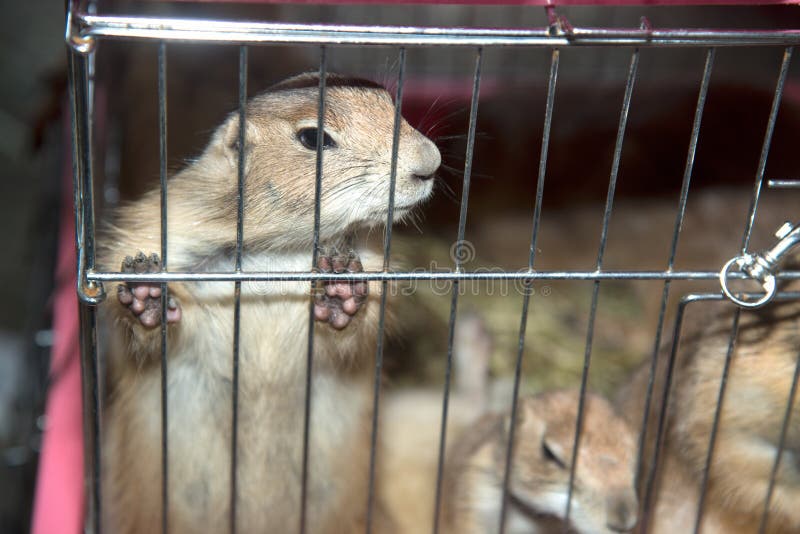 Prairie dog in a cage stock image. Image of looking - 124605167