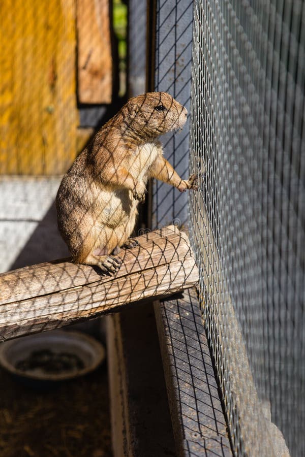 Prairie dog in a cage stock image. Image of forest, wild - 125985403