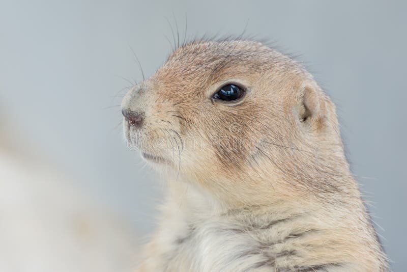 Prairie dog stock image. Image of outdoors, rodent, face - 81412239