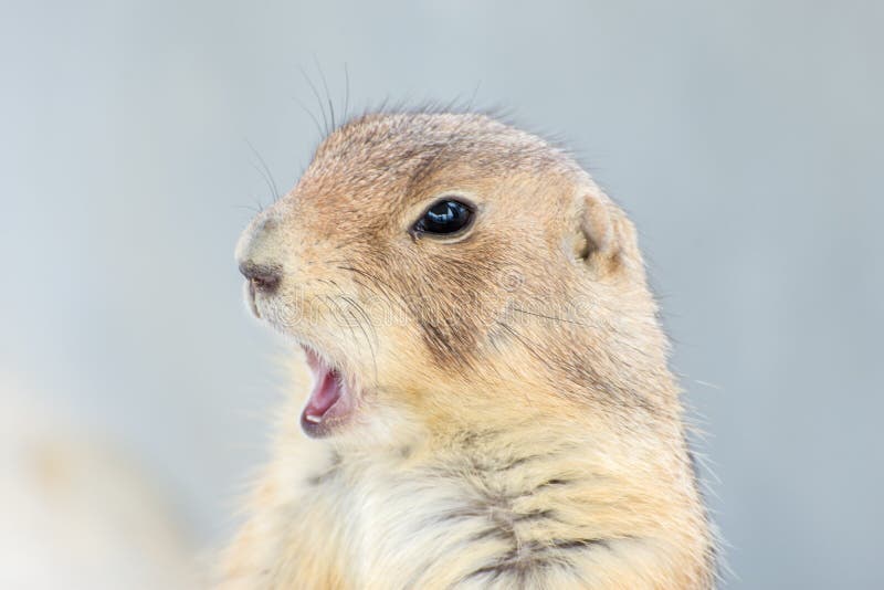 Prairie dog stock image. Image of animal, looking, tailed - 82903433