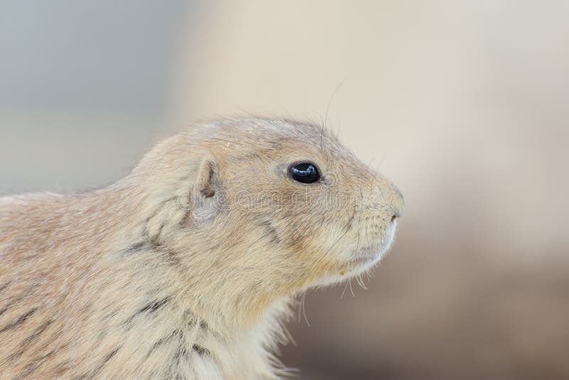 Prairie dog stock photo. Image of brown, cynomys, cute - 82903450