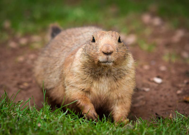Digging prairie dog stock photo. Image of groundwork - 32974580