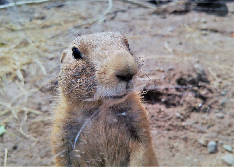 A Prairie Dog Colony in Eastern Colorado Stock Photo - Image of home ...