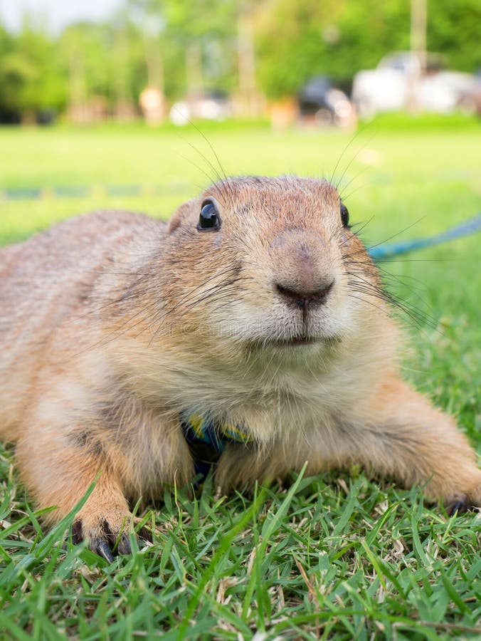 Prairie dog stock photo. Image of dakota, portrait, white - 64856448