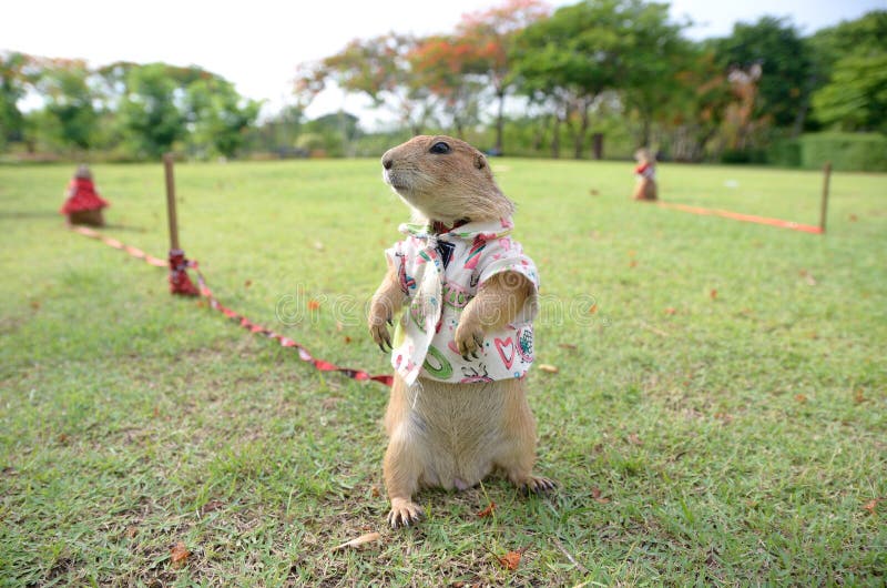 Prairie dog stock photo. Image of looking, ground, park - 78669456