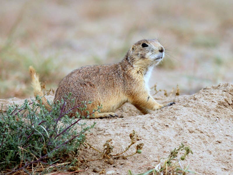 Prairie Dog in Colorado stock image. Image of cynomys - 29606689