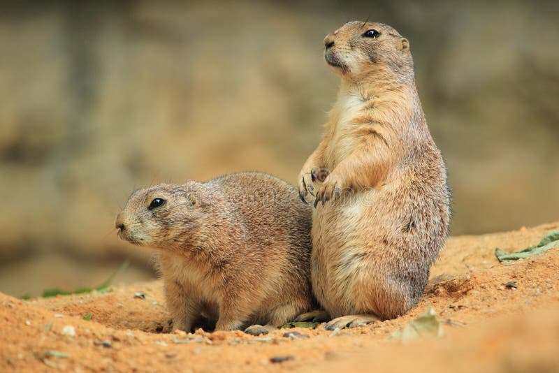 Prairie dog stock image. Image of nature, adult, grass - 21030771