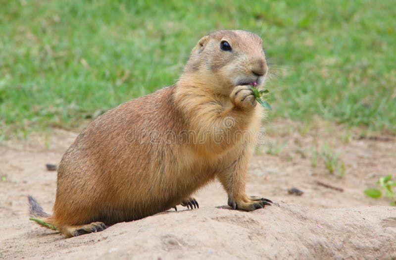 Prairie dog stock photo. Image of cute, teeth, sweet - 75150260